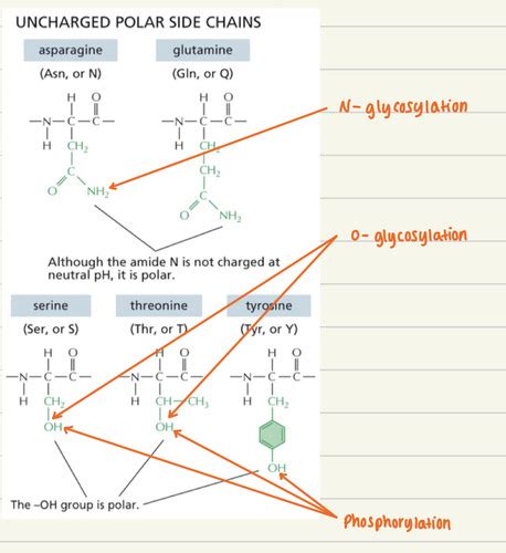 Molecules To Cells Module 1 Cells And Their Components Molecules To Cells Module 2