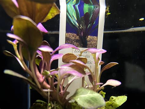 Cardinal Plant Potted Plant Vibrant Aquatic Foliage