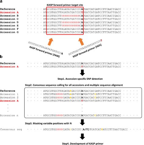 Development Of Kasp Markers A Potential Problem Of Primer Alignments