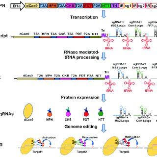 The specific interaction of MS2 PP7 com or λ N22 RNA stem loops Download Scientific Diagram