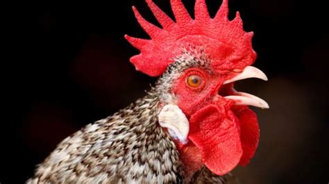 Loud Cock Loses Noise Pollution Case
