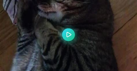 Cat Tax Valerian High Edition Album On Imgur