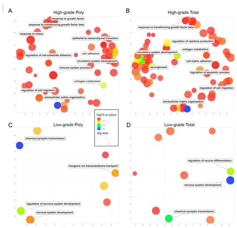 Polysome Profiling Of A Human Glioblastoma Reveals Intratumoral Heterogeneity