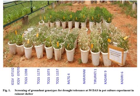 Effect Of Mid Season Drought Stress On Root Traits Root Shoot Ratio