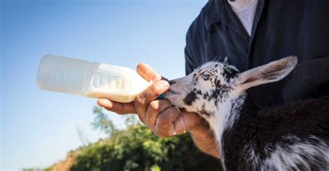 14 Animals Dependent On Humans—and 5 That Could Thrive Without Us