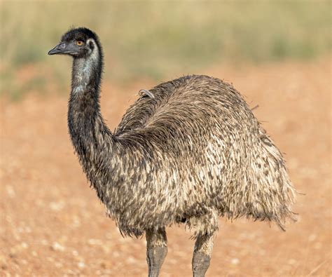 Australian Animals Emu
