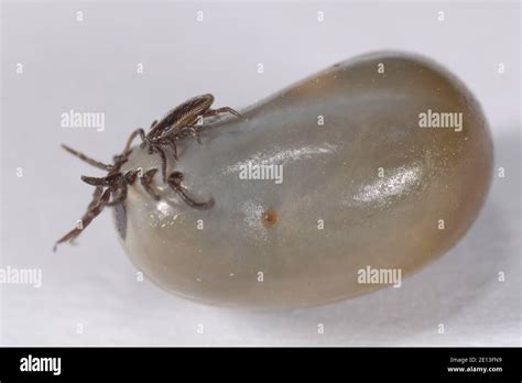 Ticks Mating Stock Photo Alamy