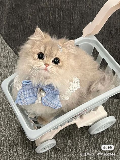 Cat Moods Scanner Object Detection Dataset By Cat Moods Scanner