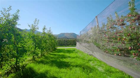 Grass Aisle Near Apple Plantation Leads To Concrete Road 50885365 Stock