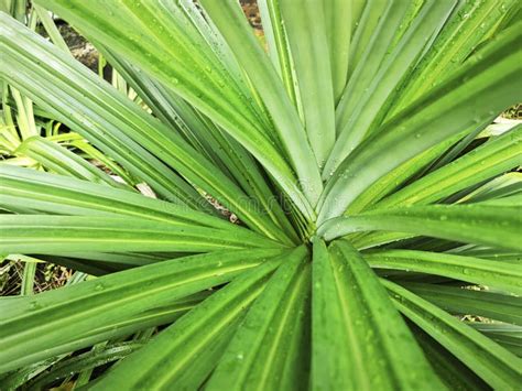 Wild Pandanus Amaryllifolius The Elongated Blade Shaped Leaves Plant