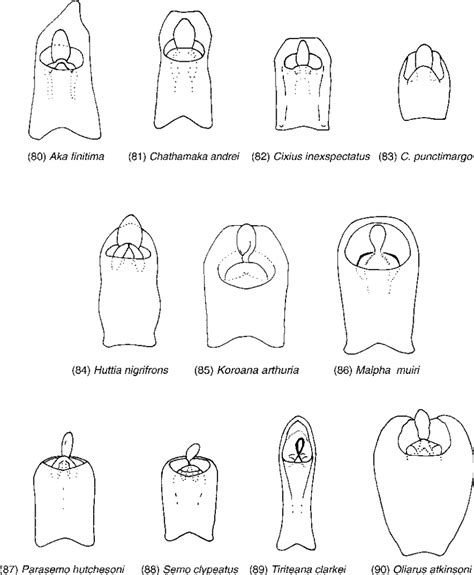 Male Anal Tube Dorsal View Download Scientific Diagram