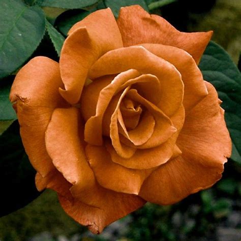 Rosa Pumkin Patch Rflowers