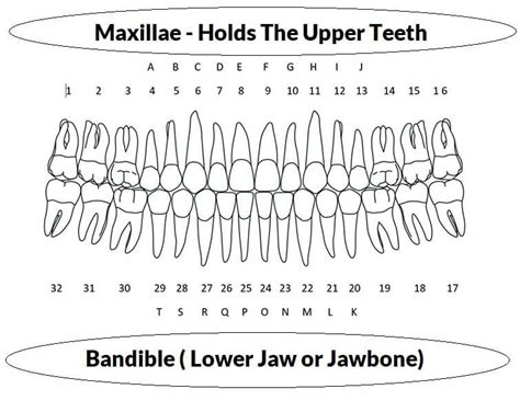Best 13 Tooth Chart Tooth Numbers And Name Chart For Adults