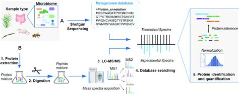 General Workflow Employed In Metaproteomics Experiments A Metagenome Download Scientific