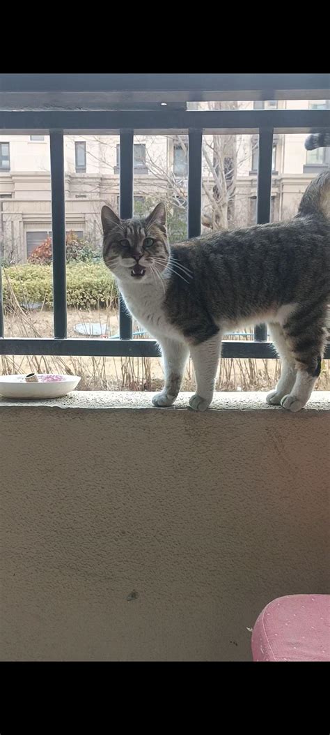 中国特有的狸花猫有多强大？ 知乎