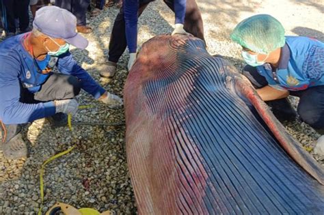 Bangkok Post Omuras Whale Drowned After Separation From Mother