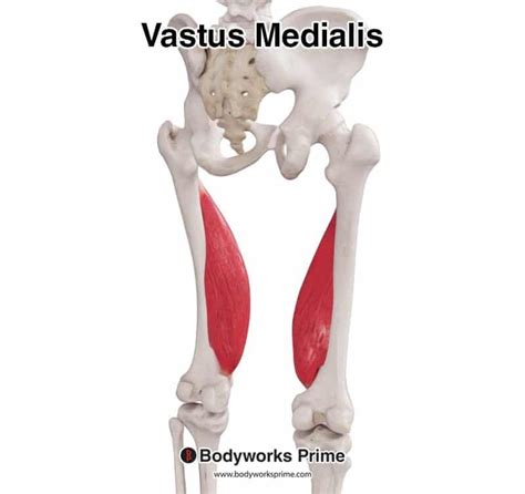 Vastus Medialis Muscle Anatomy Bodyworks Prime