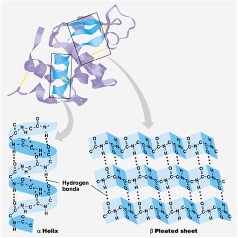 Secondary Structure Of Protein Protein Structure Nutrition