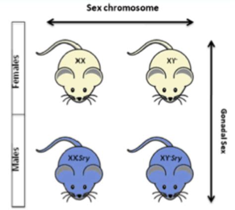 Solved The Four Core Genotypes” ﻿mouse Model See Figure