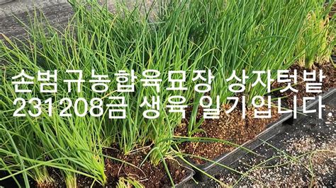 231208금 경남거창가조장기 손범규의겨울상자텃밭생육상황입니다 손범규농합육묘장 배추나물과 쌈용 겨울하우스상자재배 손범규농합육묘장 텃밭재배상담 010 7258