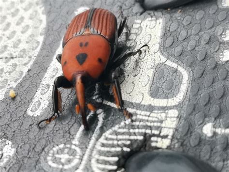 Photo 45304381 C Andrey Fadeev All Rights Reserved Uploaded By Andrey Fadeev · Inaturalist