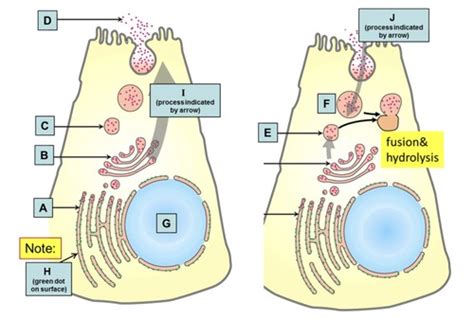 Cell Structure And Function Exam Flashcards Quizlet