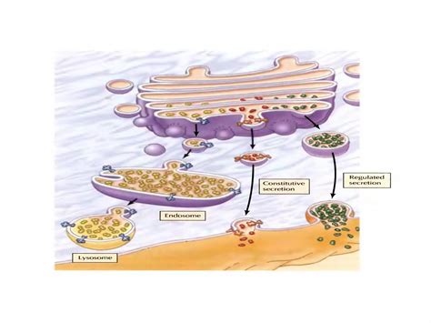 The Golgi Apparatus Pdf