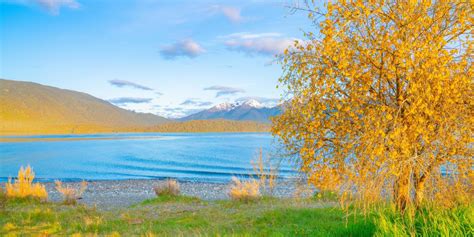 Ake Ake Tree Nz Nurseries