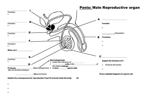 Male Reproductive System Diagram And Functions
