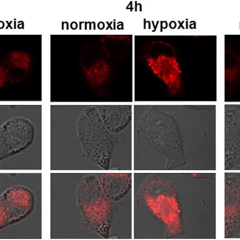 Ft Ir Spectra Of A Tio 2 Amorphous B Tio 2 Anatase C Tio 2 Download Scientific