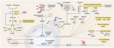Regulation Of Antioxidants In Cancer Molecular Cell