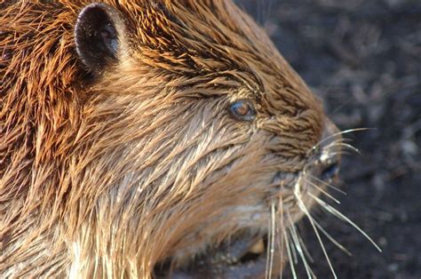 18 Beaver Shots You Definitely Shouldnt View At Work Beaver Shot