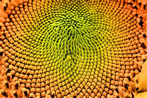Mathematical Patterns In Nature