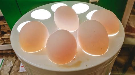 What Makes Grade Aa Eggs So Much Better Than Grade A