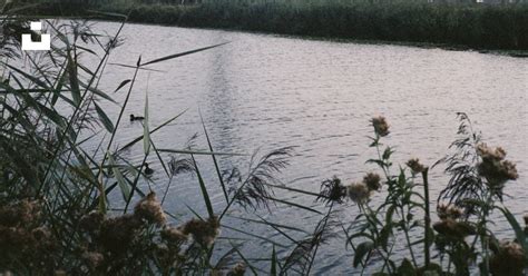 무성한 녹색 들판 옆 강 위에 앉아있는 풍차 사진 Unsplash의 무료 네덜란드 이미지