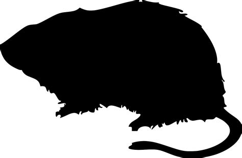 Sigmodon Hispidus By Natasha Vitek Pdm 10 Phylopic