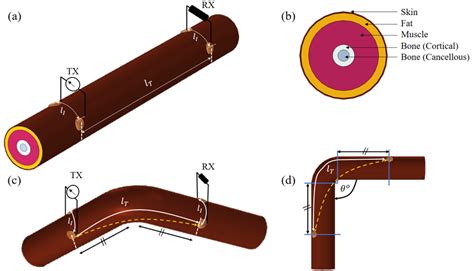 simulation based model of a single human arm a 3d straight model