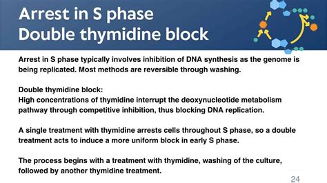 Cell Synchronization Physical Separation And Chemical Blockade Pptx