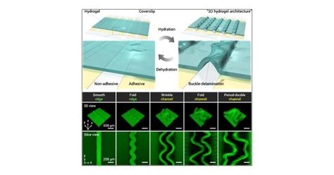 Dynamic Creation Of 3d Hydrogel Architectures Via Selective Swelling Programmed By Interfacial