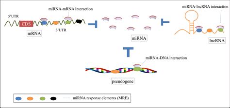 Cerna Model Lesser Known Models From Škoda Autos 125 Year History