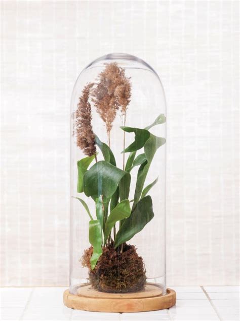 Moss Varieties And Uses HGTV