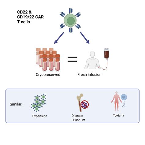 Cryopreserved Anti Cd22 And Bispecific Anti Cd19 22 Car T Cells Are As Effective As Freshly