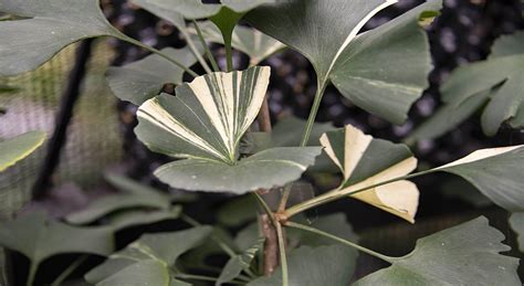 Different Types Of Ginkgo Biloba Tree Varieties Species And Cultivars Embracegardening