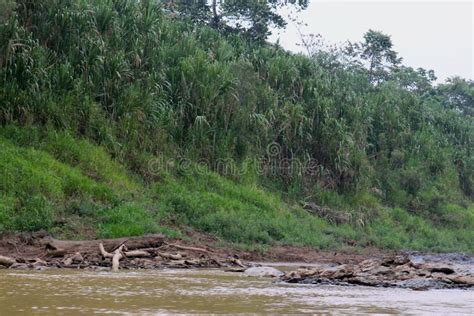 The Mud And Grass Bank Of The Tambopata River Lined With Dense Rainforest Vegetation In The