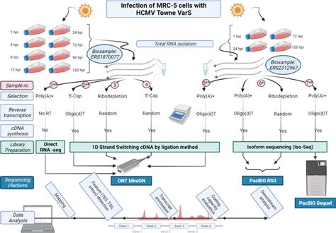 An Overview Of The Utilized Sequencing Platforms Library Preparation
