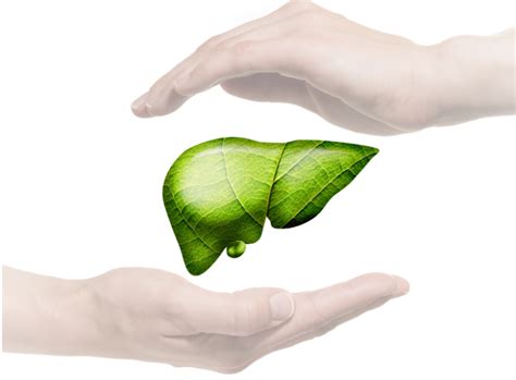 Treating The Liver Thai Massage Academy
