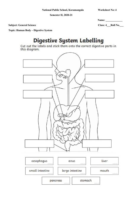 Worksheet Labelling Of Digestive System Worksheet Artofit