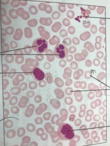 Biol A112 Lab 1 Flashcards Quizlet