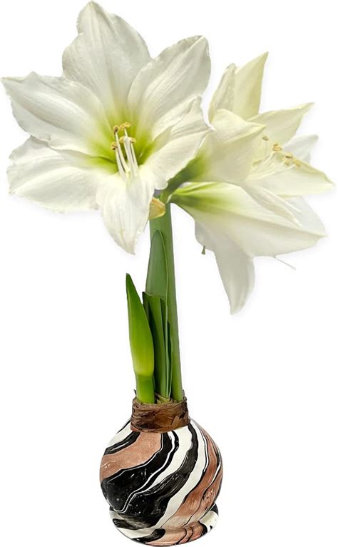 Black And Copper Marbled Wax Amaryllis Bulbs With White