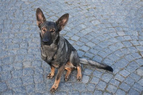 Sony Alpha A6700 Recenze Nejlepší Kompaktní Bezzrcadlovka Od Sony